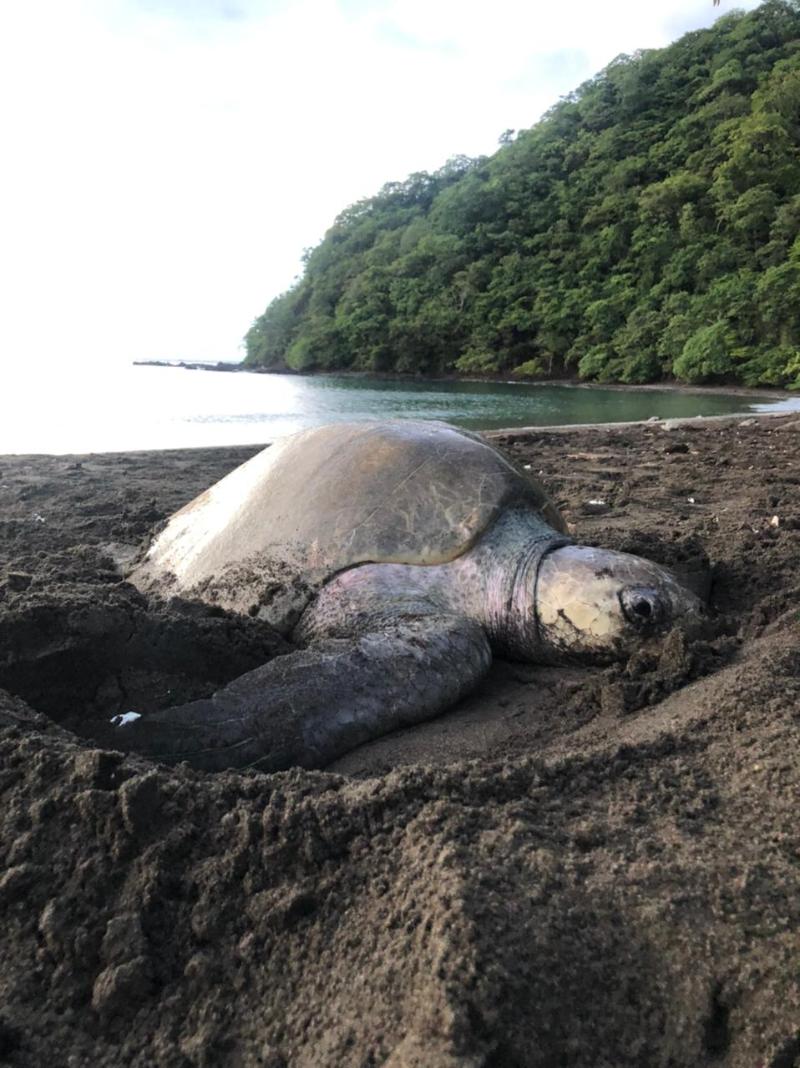 Nueva anidada de más 13 mil tortugas marinas se da en playa la Marinera ...