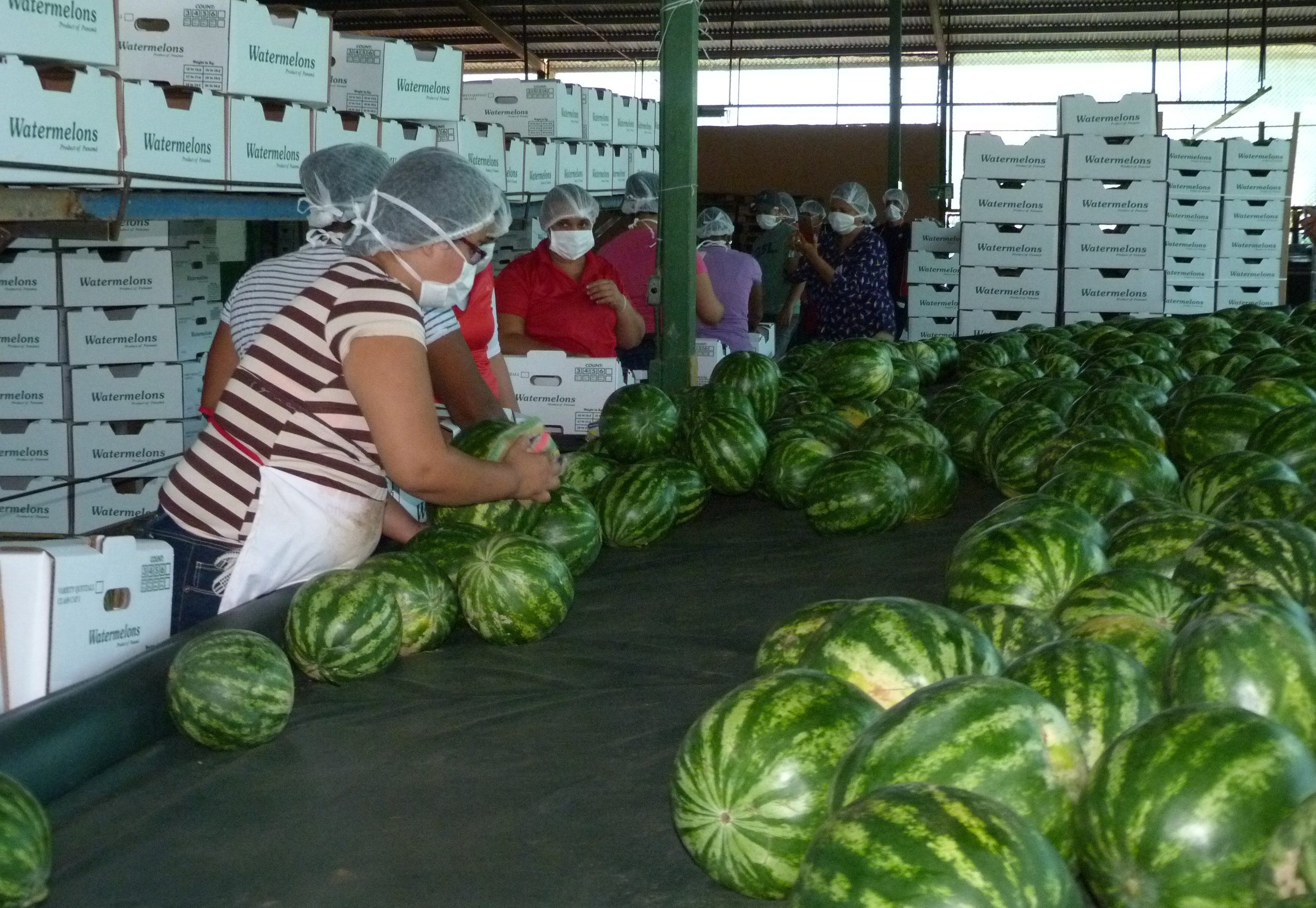 Exportación de fruta panameña arranca con buen ritmo en el 2022 ...
