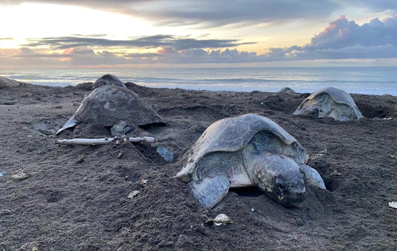 ¡Es un récord! Más de 22 mil tortugas marinas arribaron a Los Santos ...