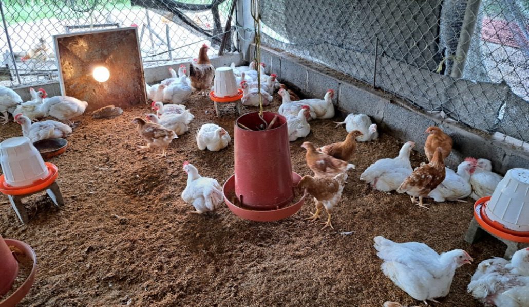 Avanza programa de agricultura y cría de aves de corral en Llano Marín - Decisiones Panamá