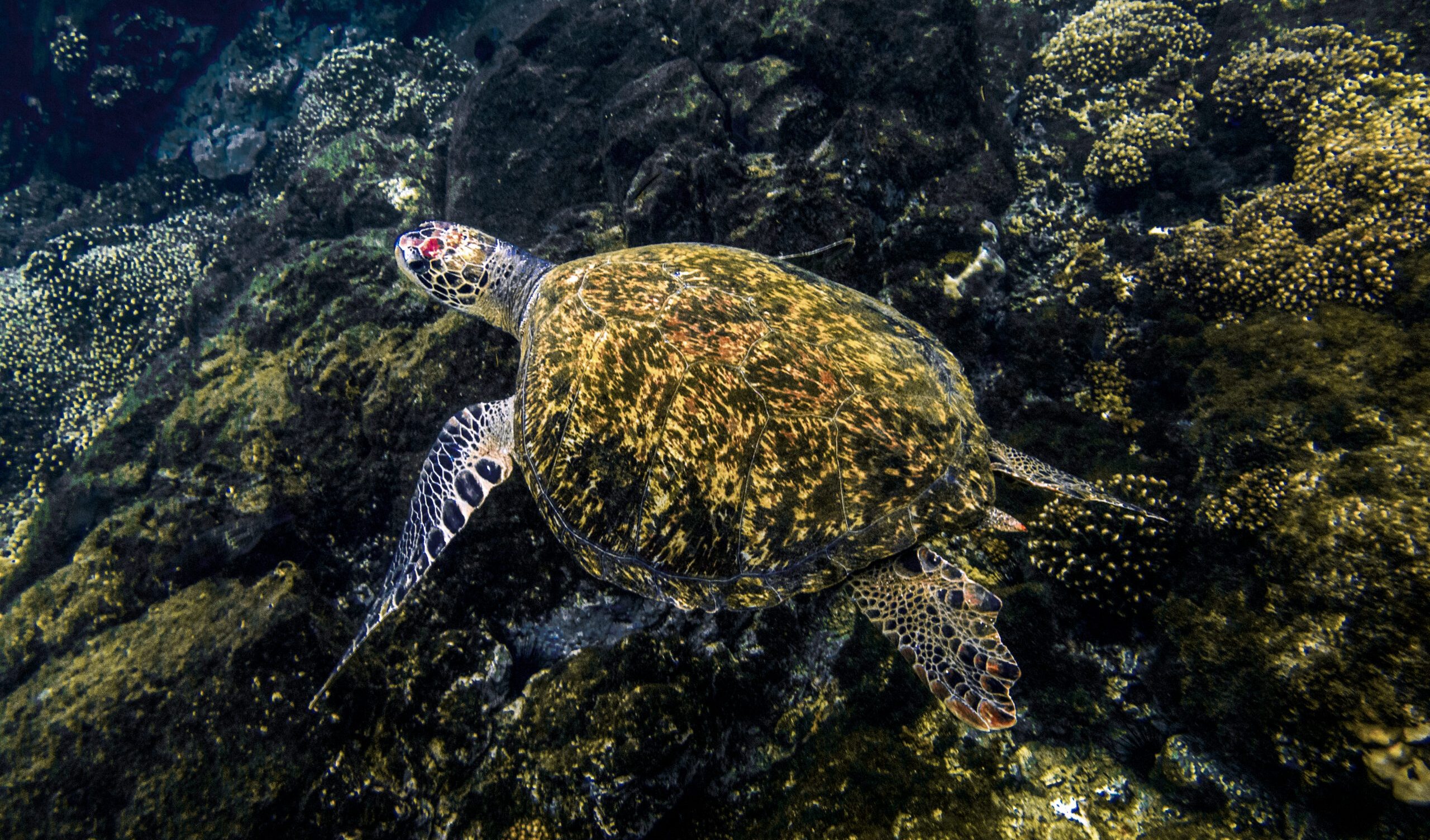 Panamá cuenta con una nueva ley que vela por la protección de las ...