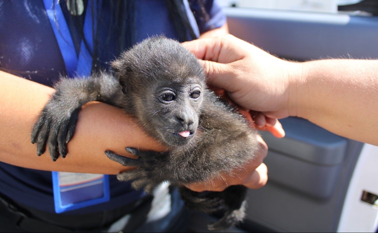 Rescatan a una cría de mono aullador en Chiriquí - Decisiones Panamá
