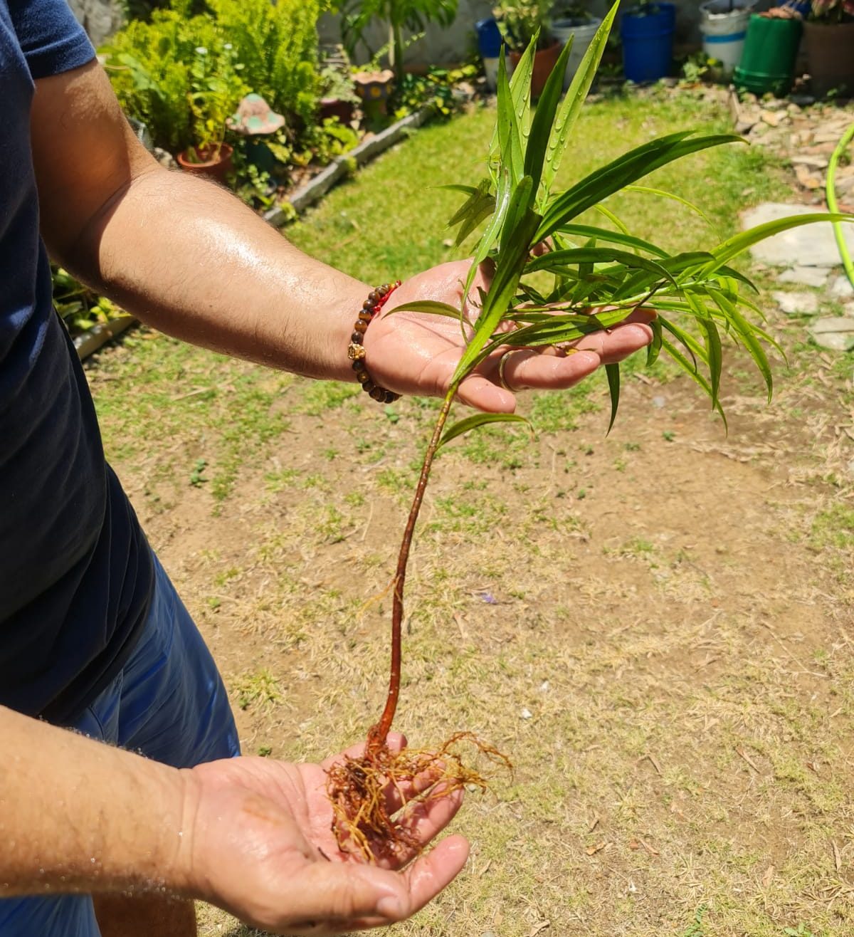 Un árbol panameño será plantado en los jardines del Vaticano ...