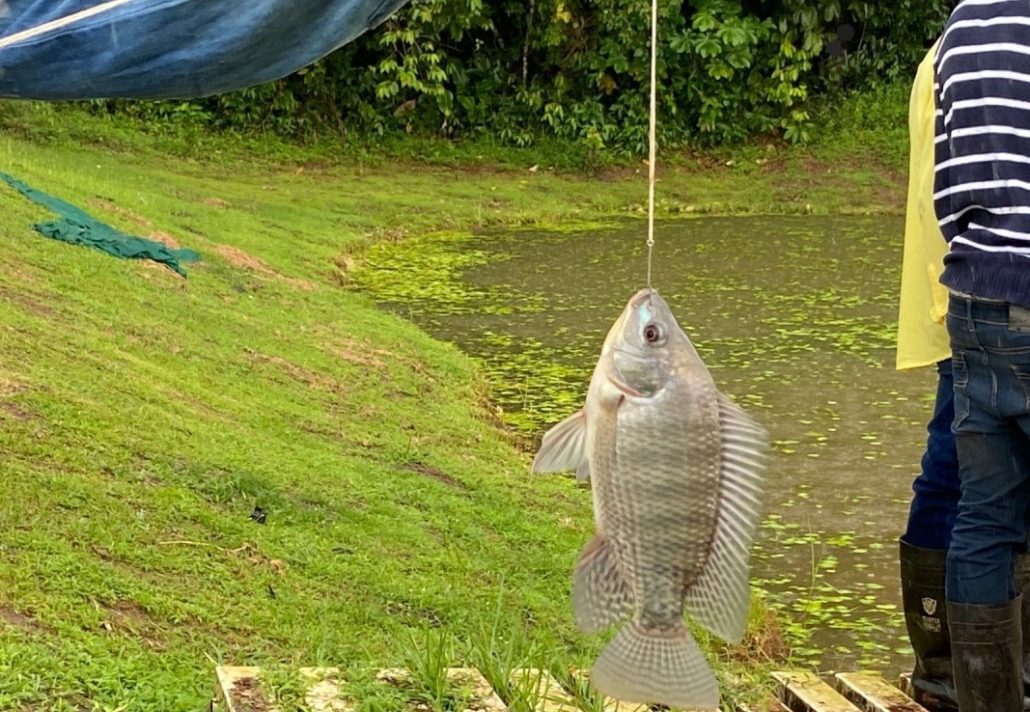 Exitosa producción de tilapias logra el Centro de Custodia y ...