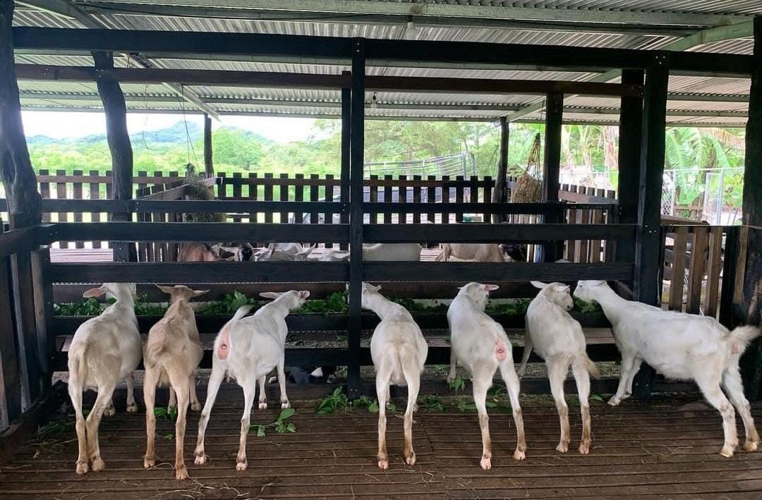 Productora de caprinos en Veraguas recibe asesoría del MIDA para ...