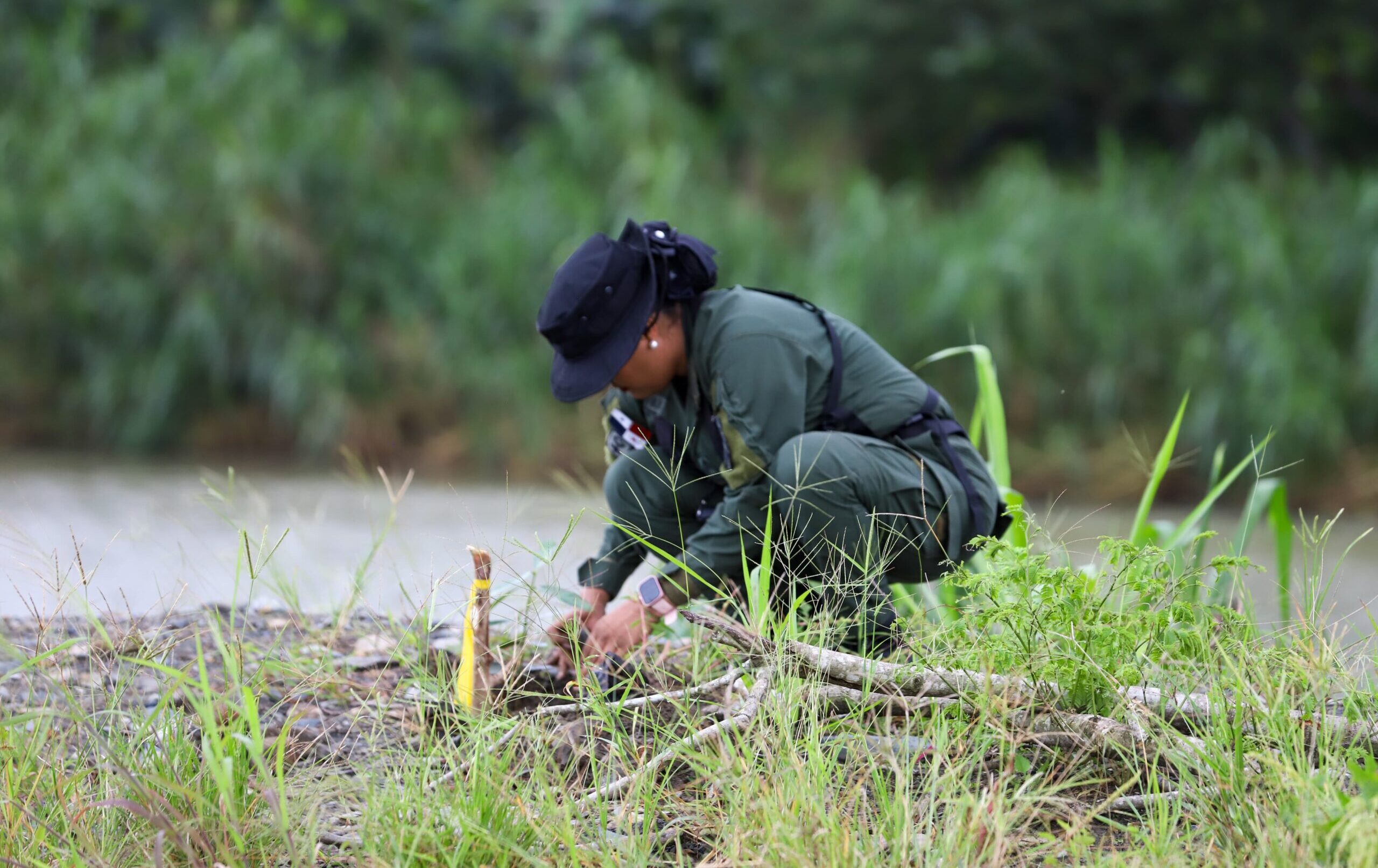 MiAMBIENTE y grupos organizados realizan reforestación en la cuenca del ...