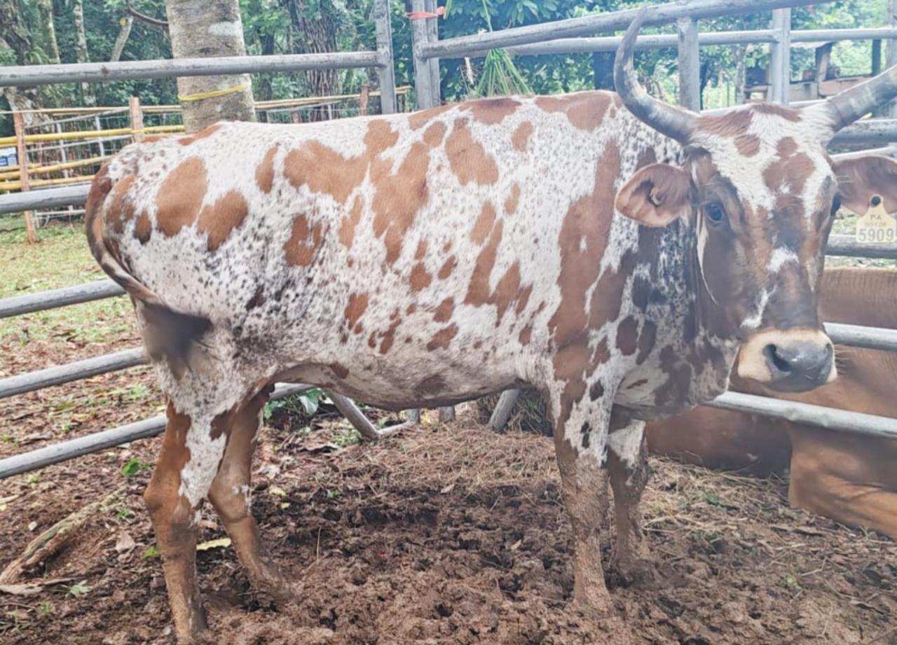 Feria del ganado criollo impulsa tradición y producción en Chiriquí ...