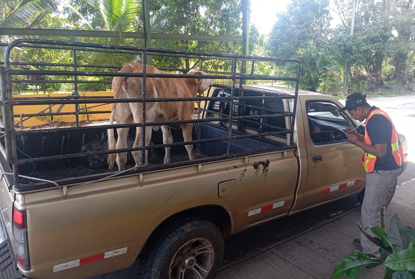 Más de 31 mil animales fueron inspeccionados en controles ...